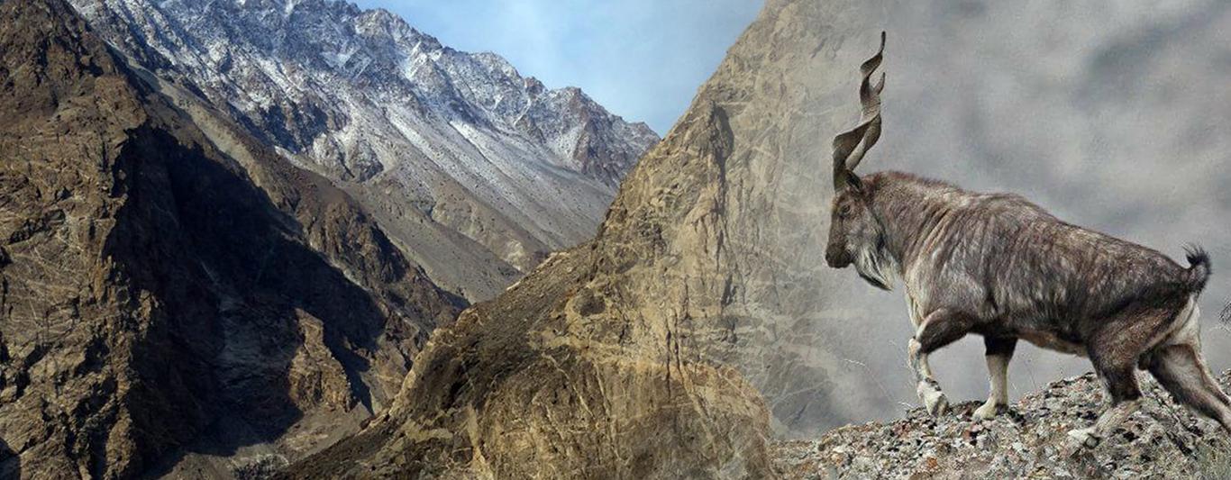 Markhor Hunting in Pakistan | Huntourage