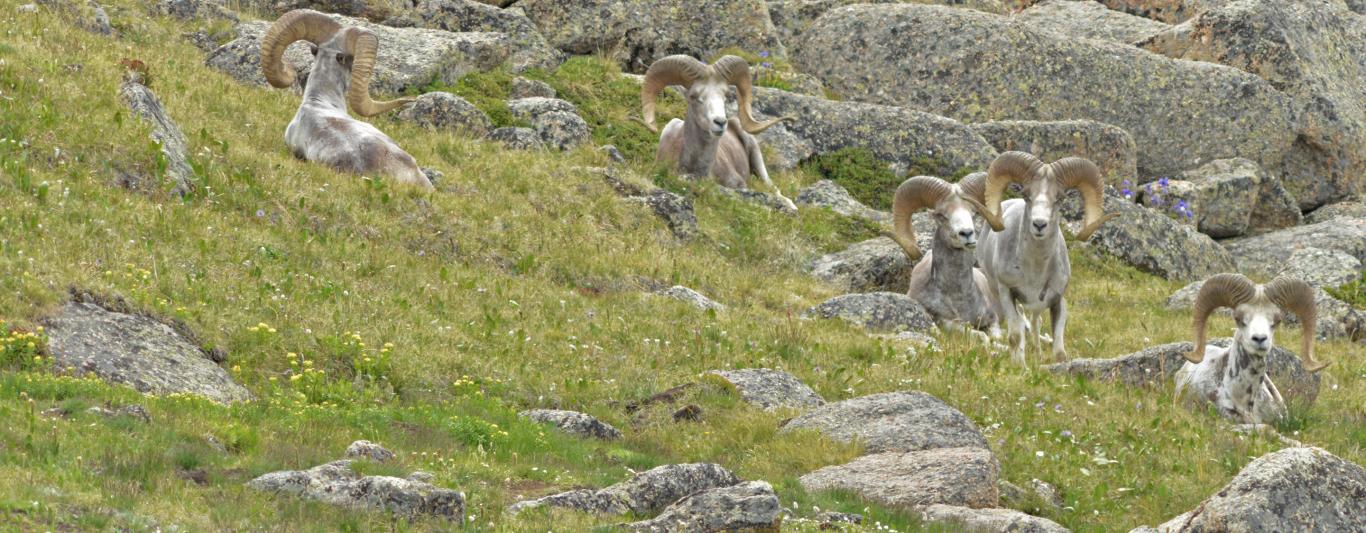 Altai Argali Hunting (Ovis Ammon Ammon) | Huntourage