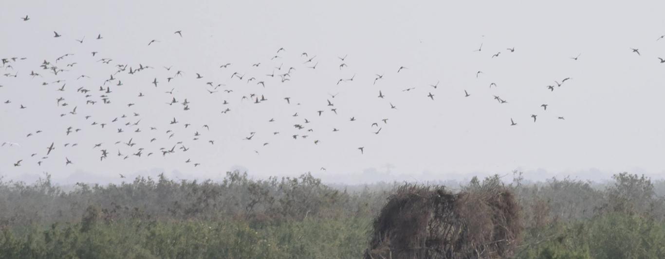 Pakistan Duck Hunting | Huntourage